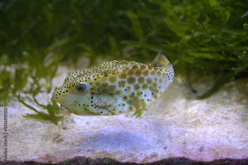 long-horned yellow body, cow fish yellow longhorn coachman, coachman ...