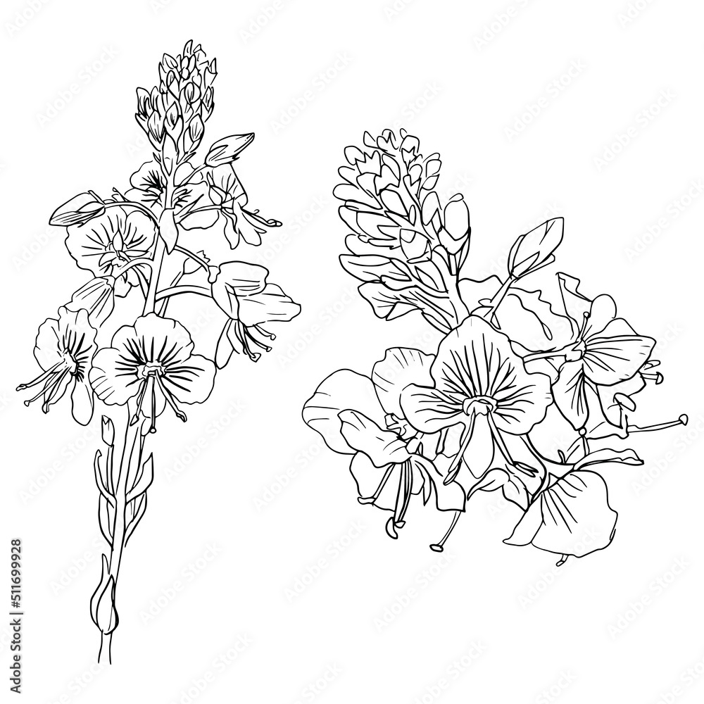 set of vector veronica flowers isolated on a white background ...