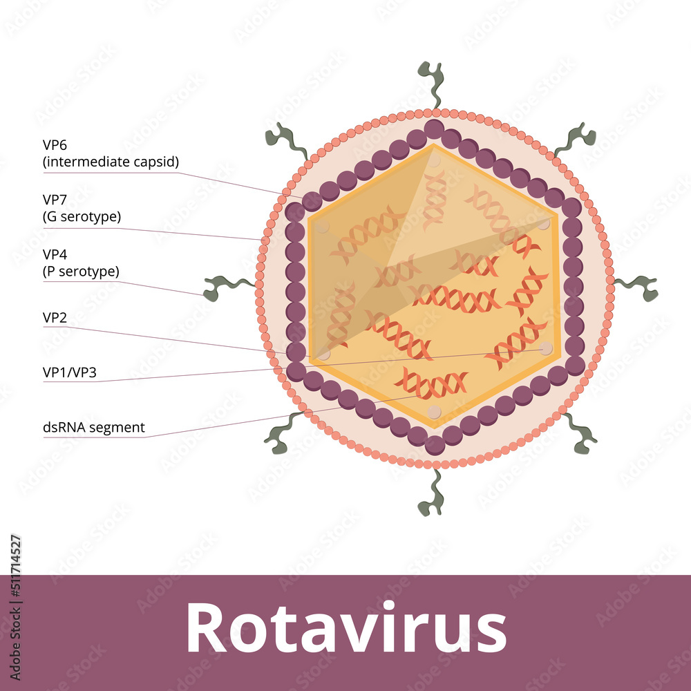 Rotavirus visualization including double-stranded RNA segments, capsid ...