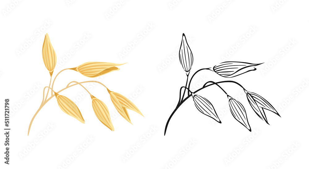 Oat ears. Vector color illustration and outline of agricultural plant ...