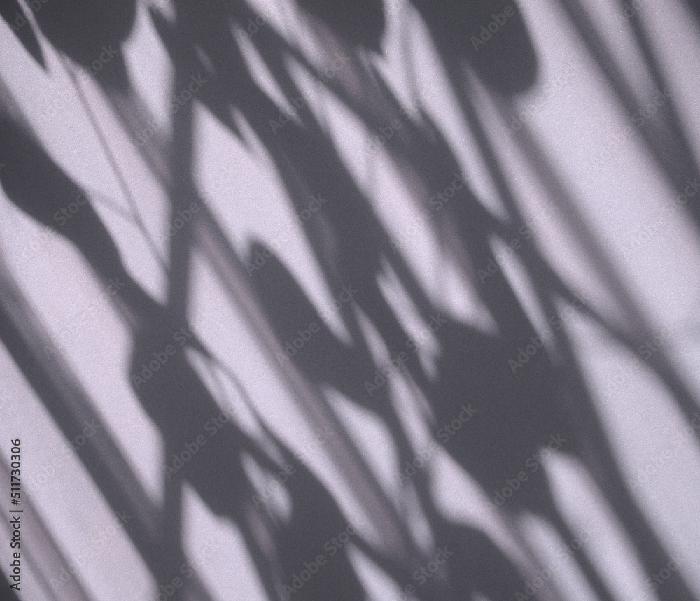 Shadow overlay black and white background. Window and plant leaves ...