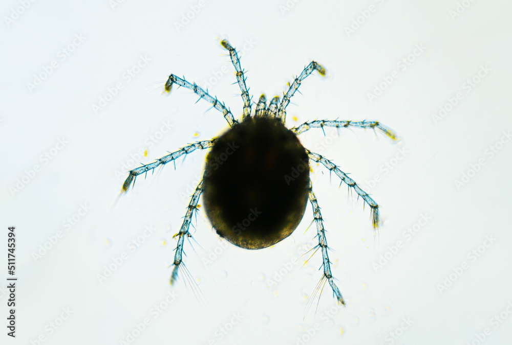Water mite Hydrachnidia under the light microscope Stock Photo | Adobe ...