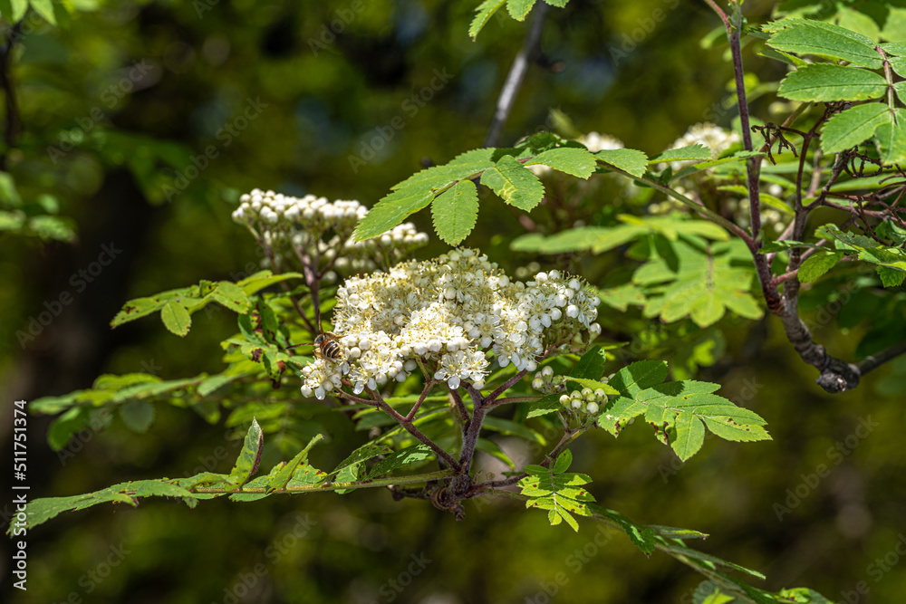 Cardinal Royal European Mountain Ash (Sorbus aucuparia ‘Michred ...