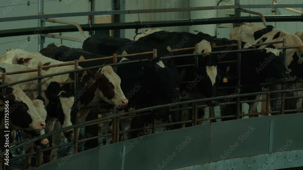 Process milking dairy cows on round milking machine. Automated ...