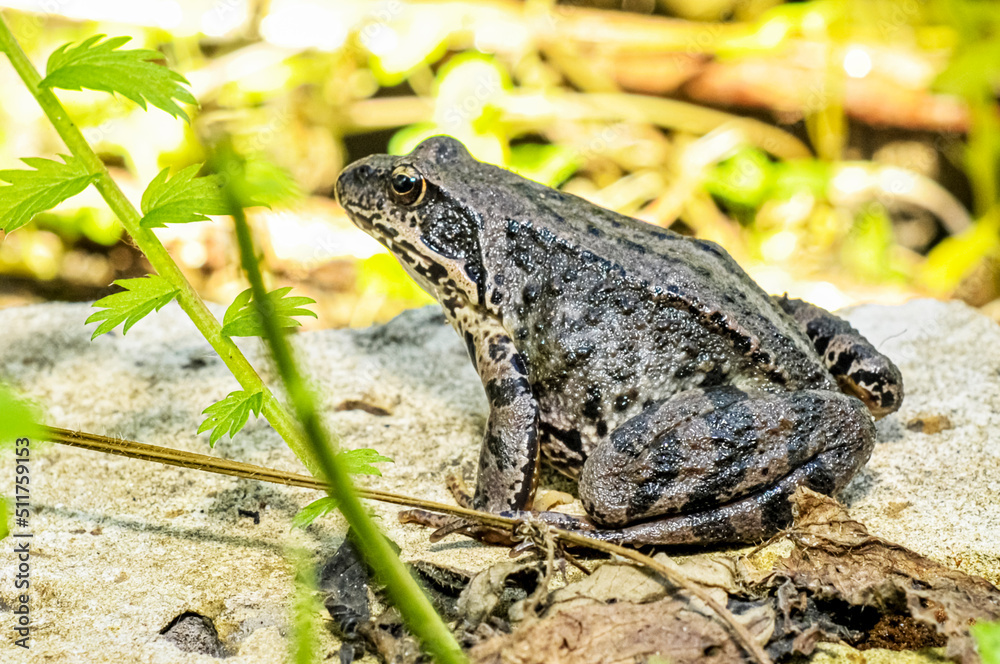 frog in the grass, photo of a frog sitting on a rock in the bushes ...