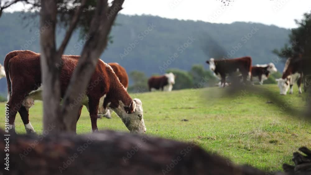 Vidéo Stock beautiful cattle in Australia eating grass, grazing on ...