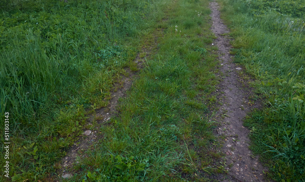 Green grass, pathway, walkway, car tracks. Soil texture. Forest park ...