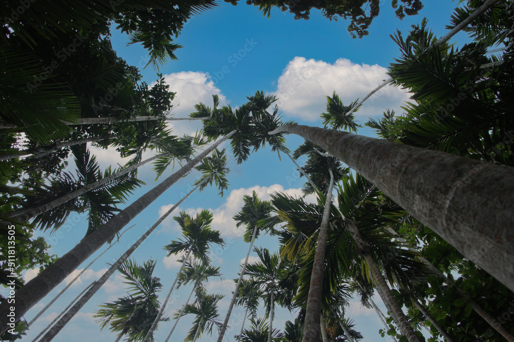 Areca Nuts, also known as "adakka", plants in india. Kerala areca nut ...