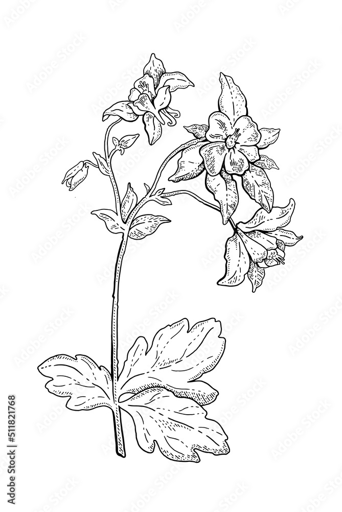 Vettoriale Stock Flower columbine aquilegia. Vector sketch illustration ...