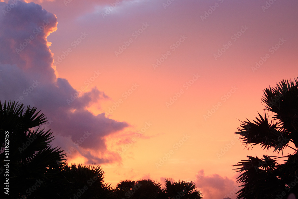 Pastel pink colors of the summer sunset sky framed by palm tree leaves ...