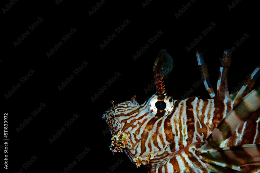 Black background with the head of a lionfish (Pterois volitans) in the ...