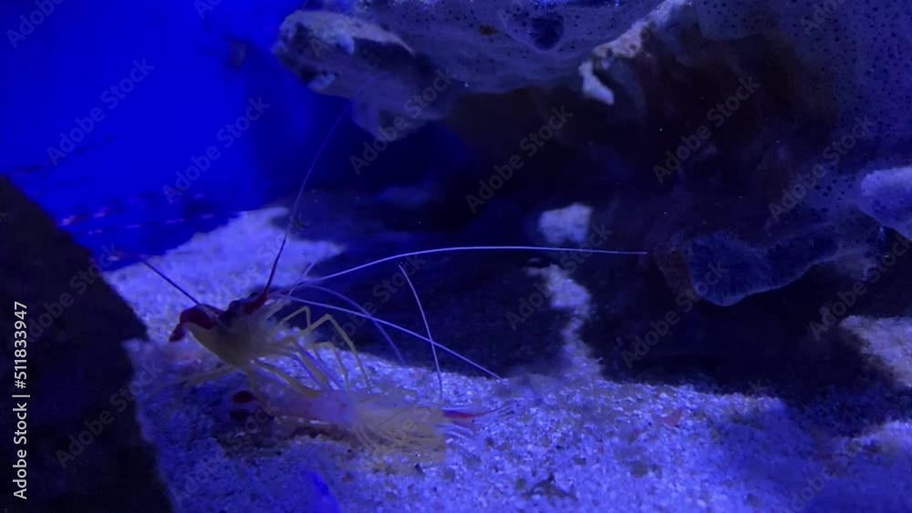 A shrimp eats a shrimp. Cannibalism at sea. The shrimp eats the shrimp ...