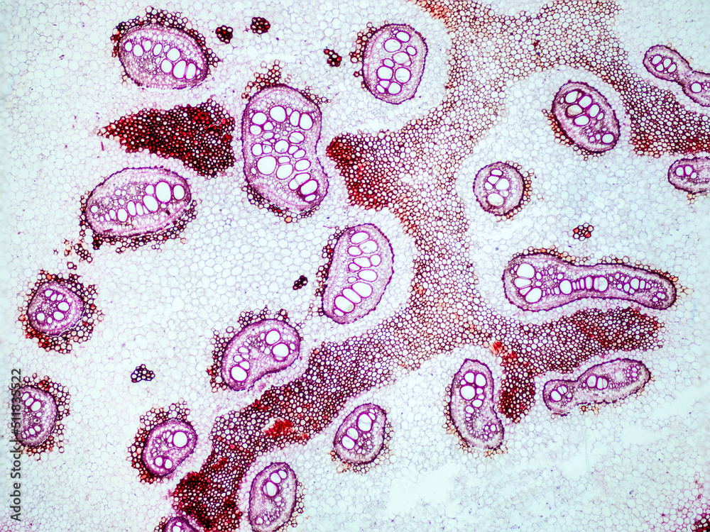 fern petiole cross section under the microscope - optical microscope ...