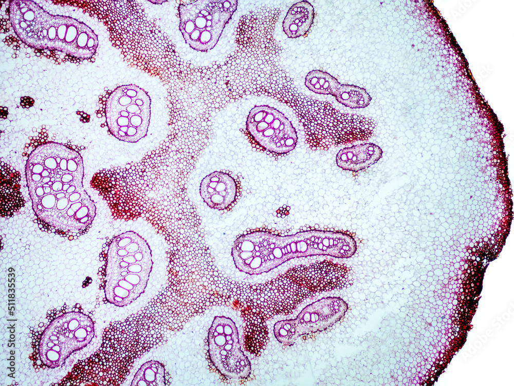 fern petiole cross section under the microscope - optical microscope ...