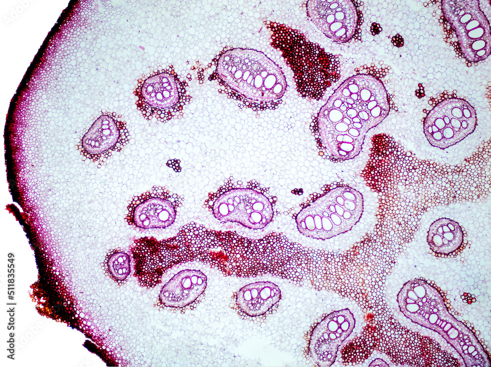 fern petiole cross section under the microscope - optical microscope ...