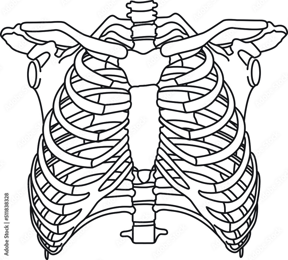 Human Ribcage Skeleton On White Background Breast Bone Stock Vector human-ribcage-skeleton-on-white-background-breast-bone-stock-vector