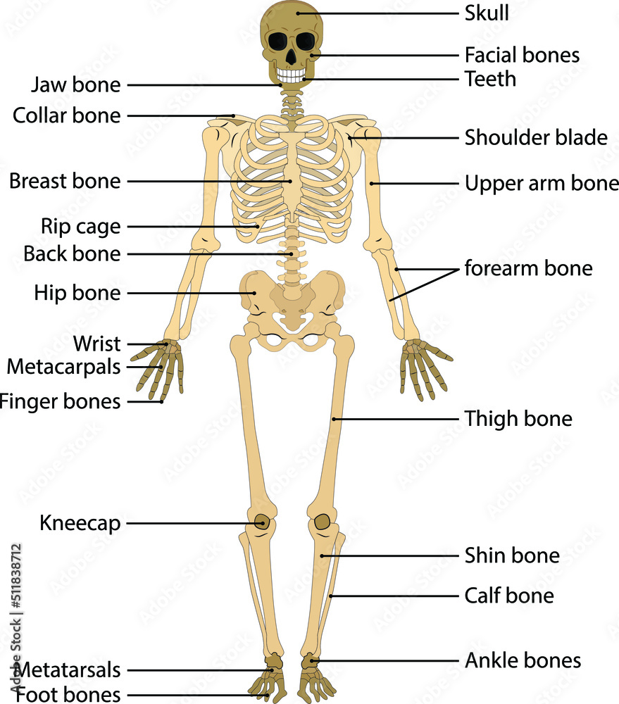 Human body and skeletal system. medically accurate illustration of the ...