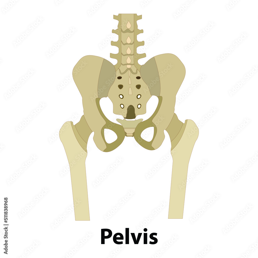 Human skeleton anatomy, pelvis bones vector. Body structure element ...