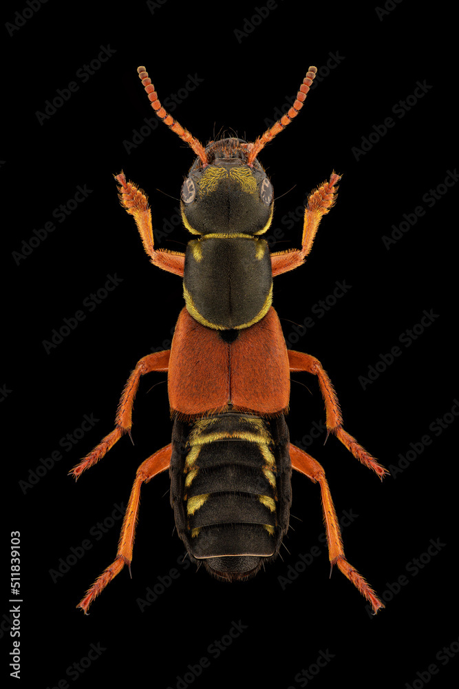 Rove beetle (Staphylinus caesareus) entomology specimen with spreaded ...