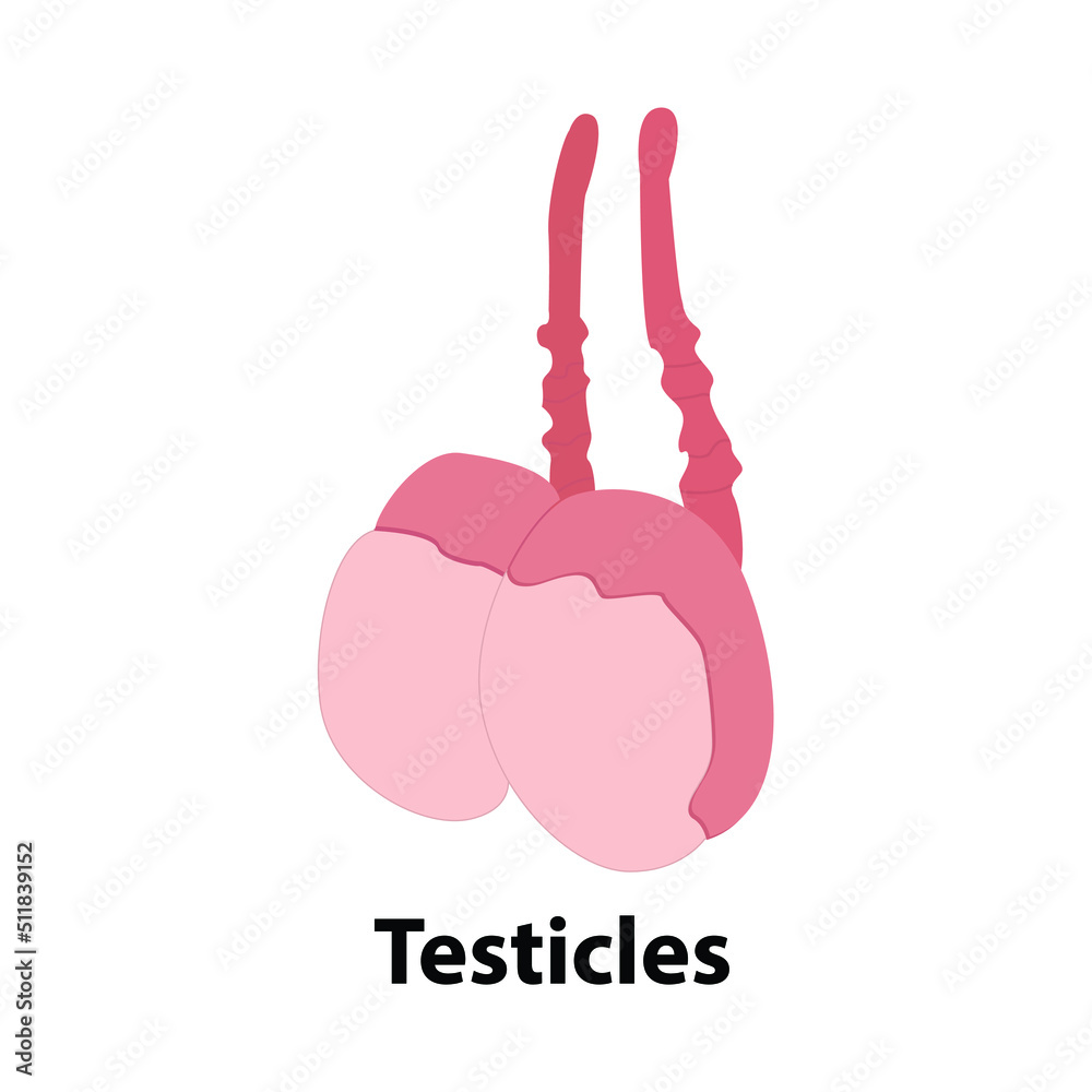 Epididymitis is inflammation of the epididymis of the testicle ...