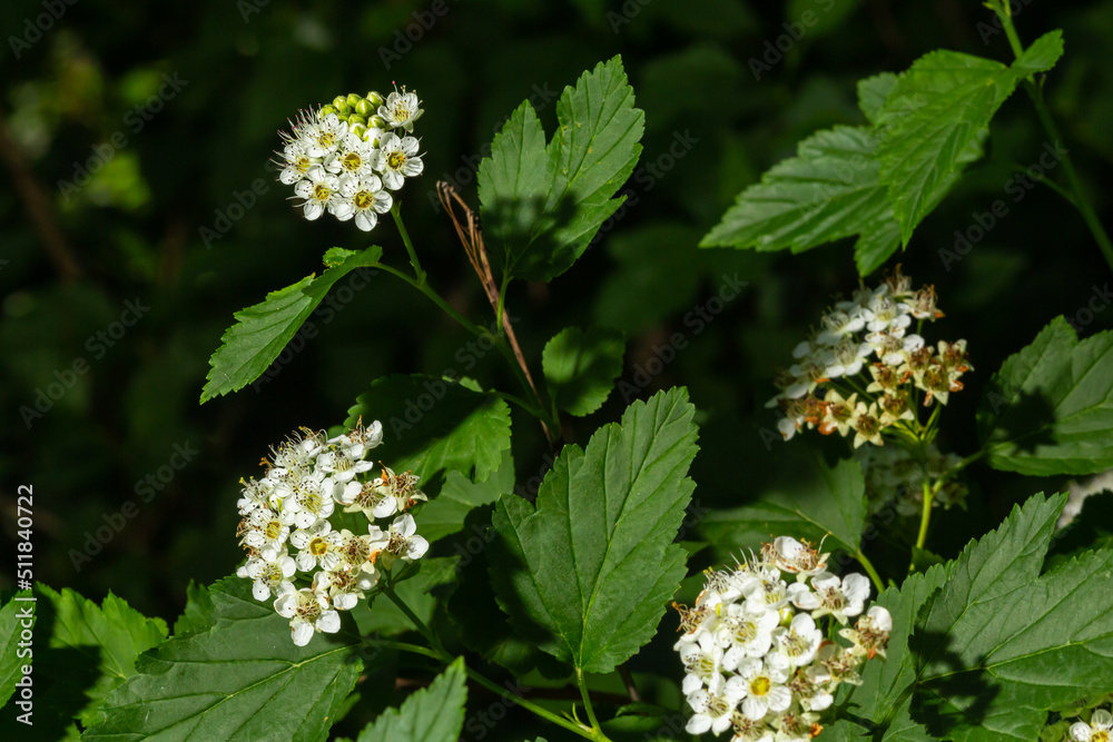 Flowering ninebark shrub close up. Physokarpus capitatus, commonly ...