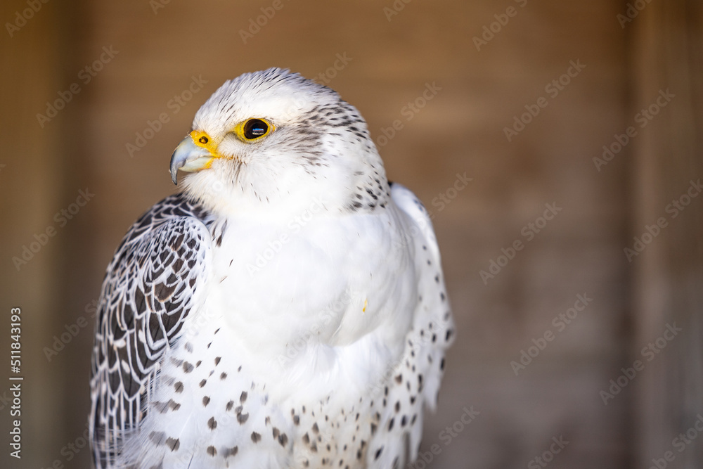 Gyrfalcon Falco rusticolus, the largest of the falcon species, is a ...