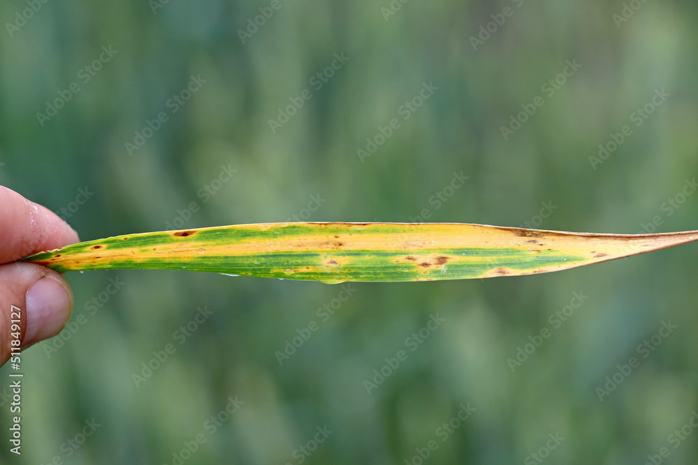 Discolored cereal leaf caused by infection with pathogenic fungi. A ...