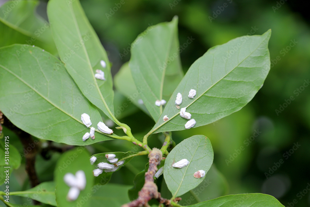 Scale insects (Coccidae) on a magnolia in the garden. Dangerous pests ...