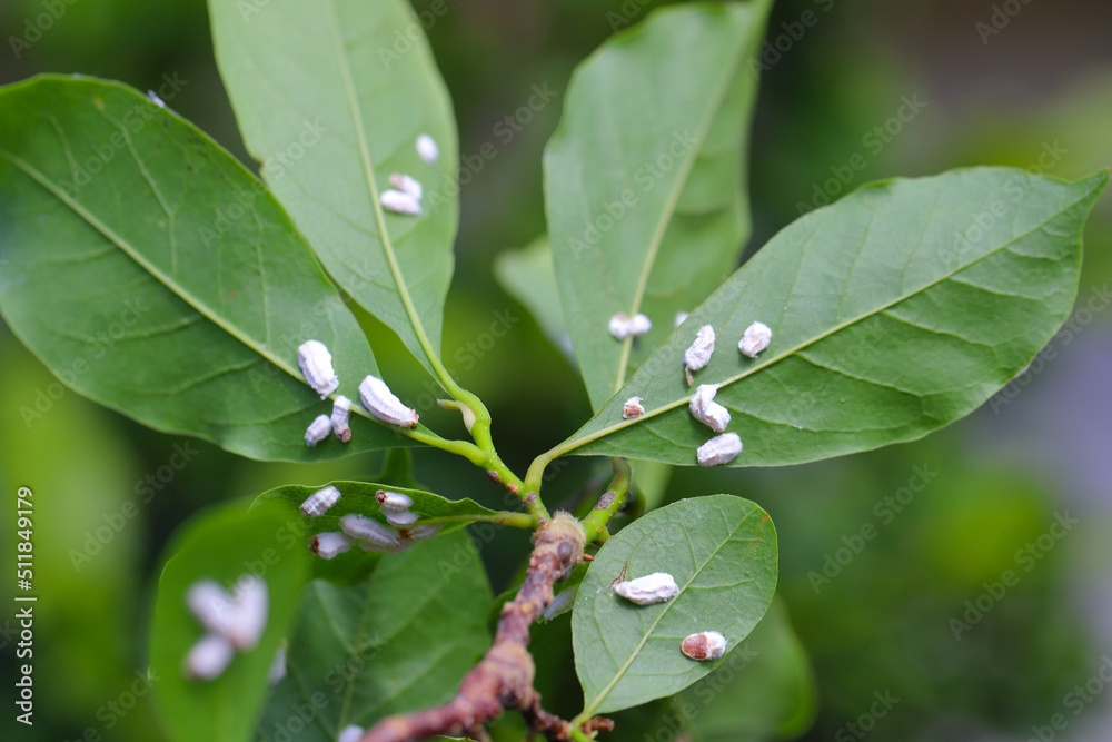 Scale insects (Coccidae) on a magnolia in the garden. Dangerous pests ...