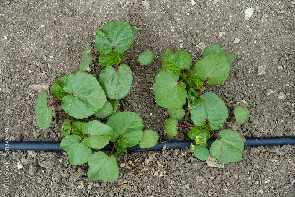okra planting with drip water system, garden irrigation, okra growing ...