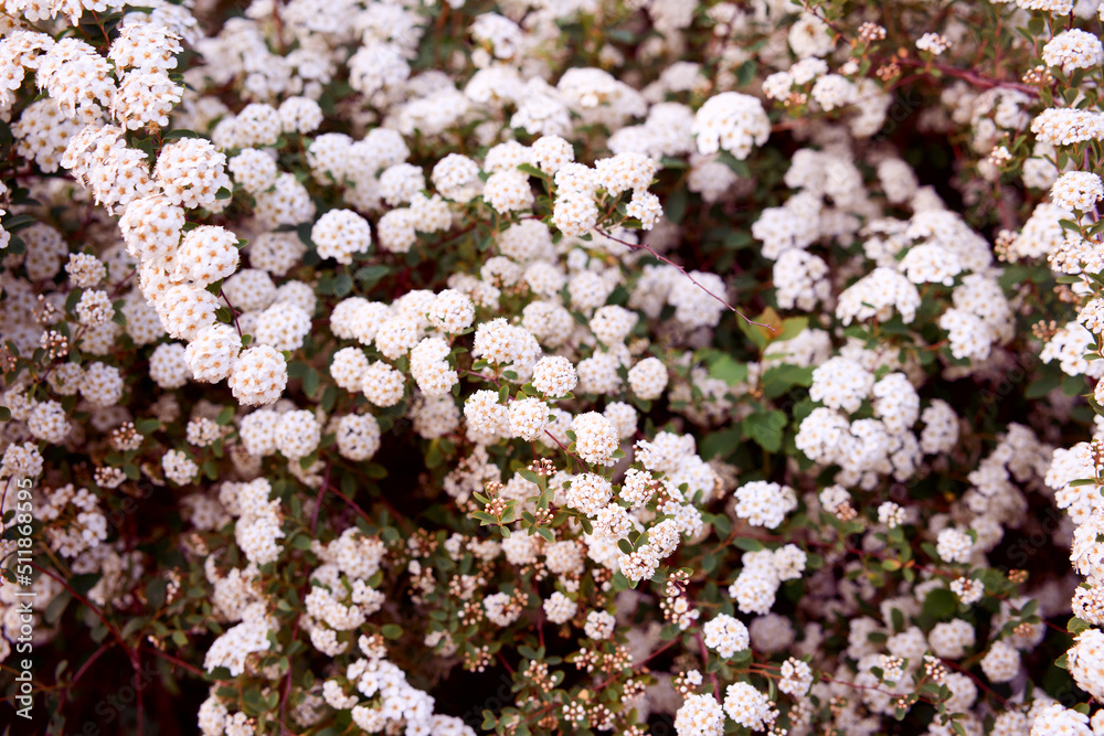 Bush Vanhoutte spirea. Spring blooming shrub with many white flowers ...
