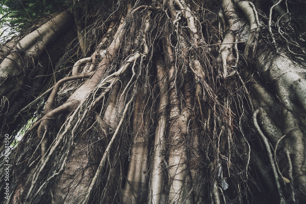 Roots of banyan tree in Thailand's forests Stock Photo | Adobe Stock