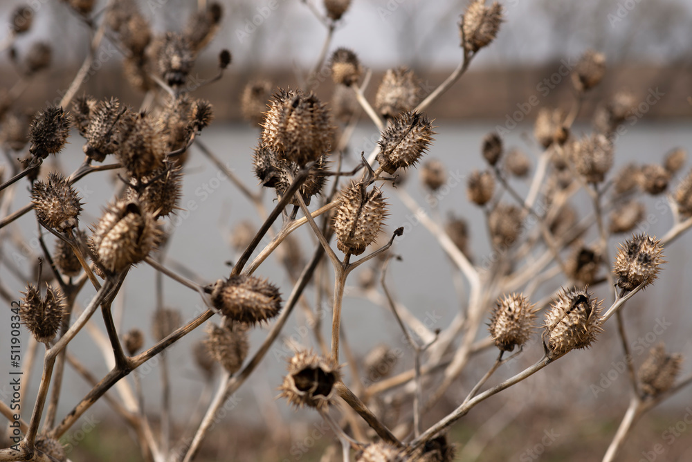 Dry bush on the lake. Village landscape. Stock Photo | Adobe Stock