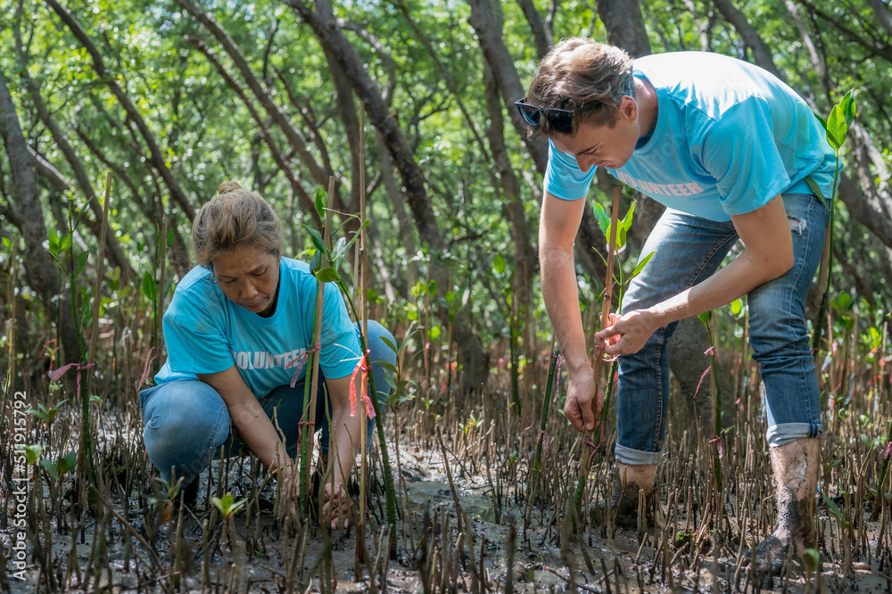Volunteer with planting tree in mangrove forest,volunteering, charity ...