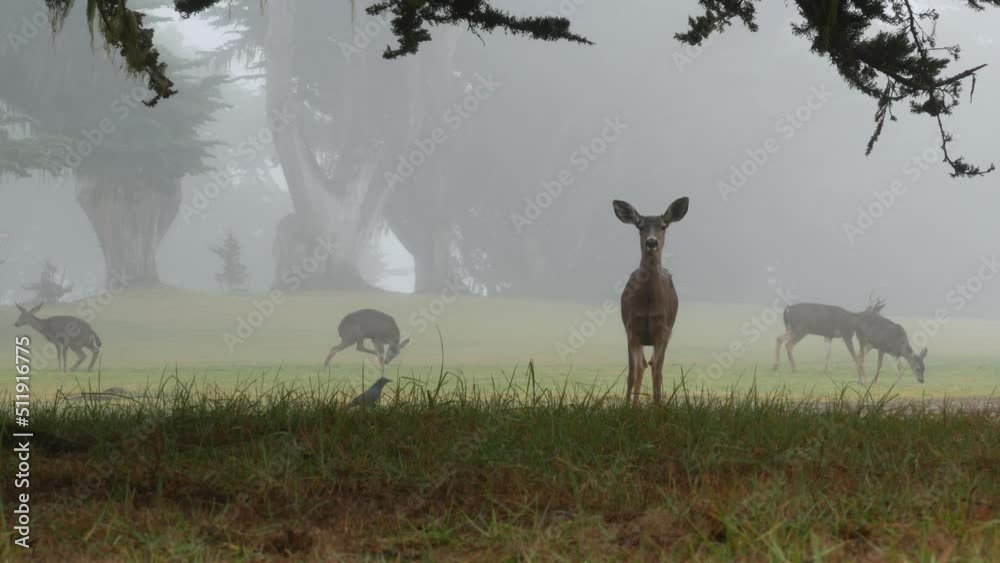 Wild deer defecating or peeing while grazing on green lawn, foggy ...