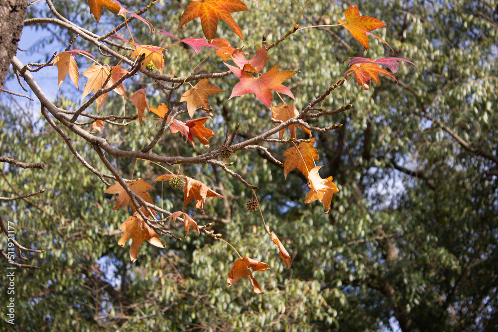 ÁRBOL CON HOJAS DE MAPLE CAYENDO EN OTOÑO Stock Photo | Adobe Stock