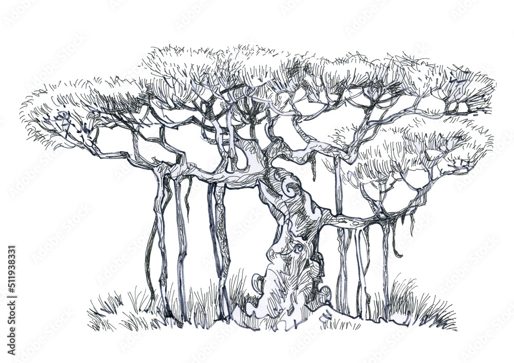 Banyan tree drawing, illustration to help the designer. Stock ...
