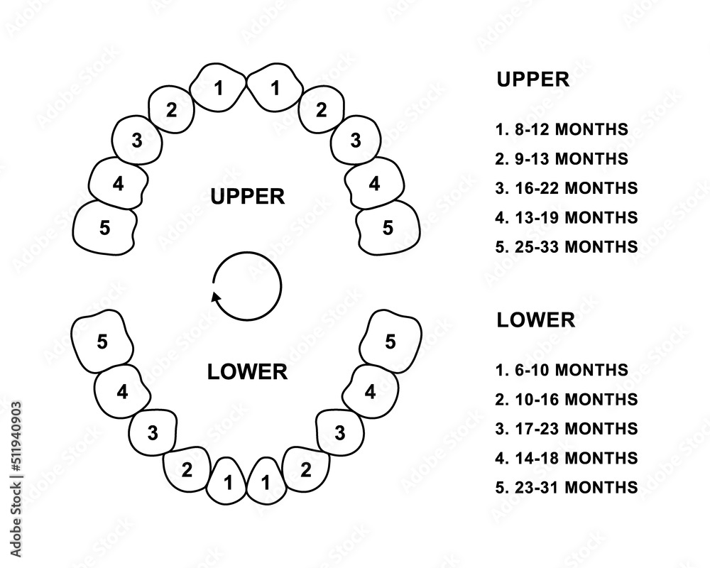 Primary tooth arrival chart. Child teeth dentition anatomy. Primary ... Primary tooth arrival chart. Child teeth dentition anatomy. Primary ...
