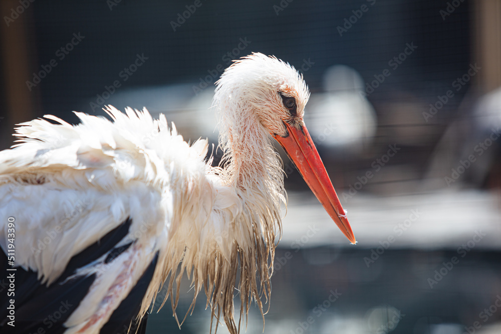 closeup of sick stork in house Stock Photo | Adobe Stock
