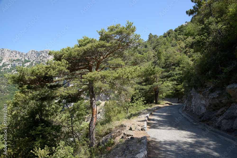 route étroite de montagne et un arbre au bord de route - Alpes ...