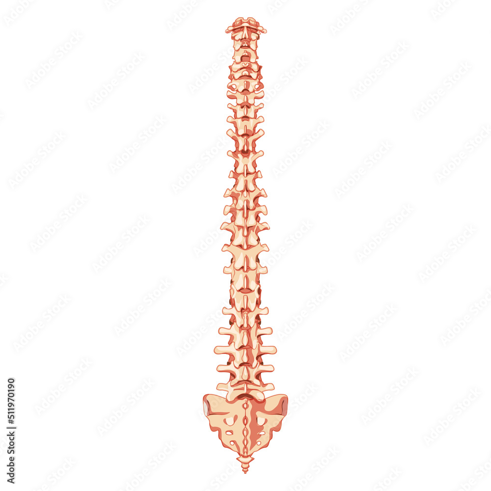 Póster The human vertebral column spine anatomy back Posterior dorsal ...