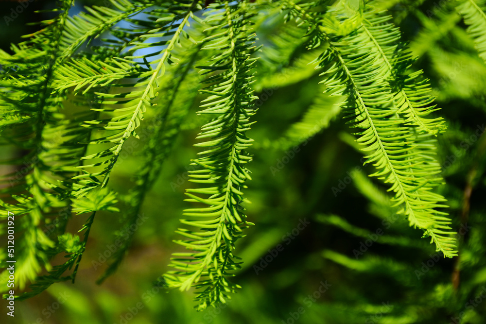 Foto de light green evergreen twigs. short bright green pine needles ...