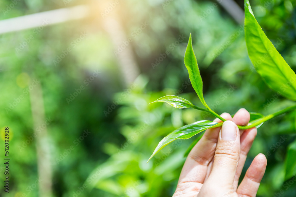 Female hand holding Assam tea buds over blurred tea garden background ...