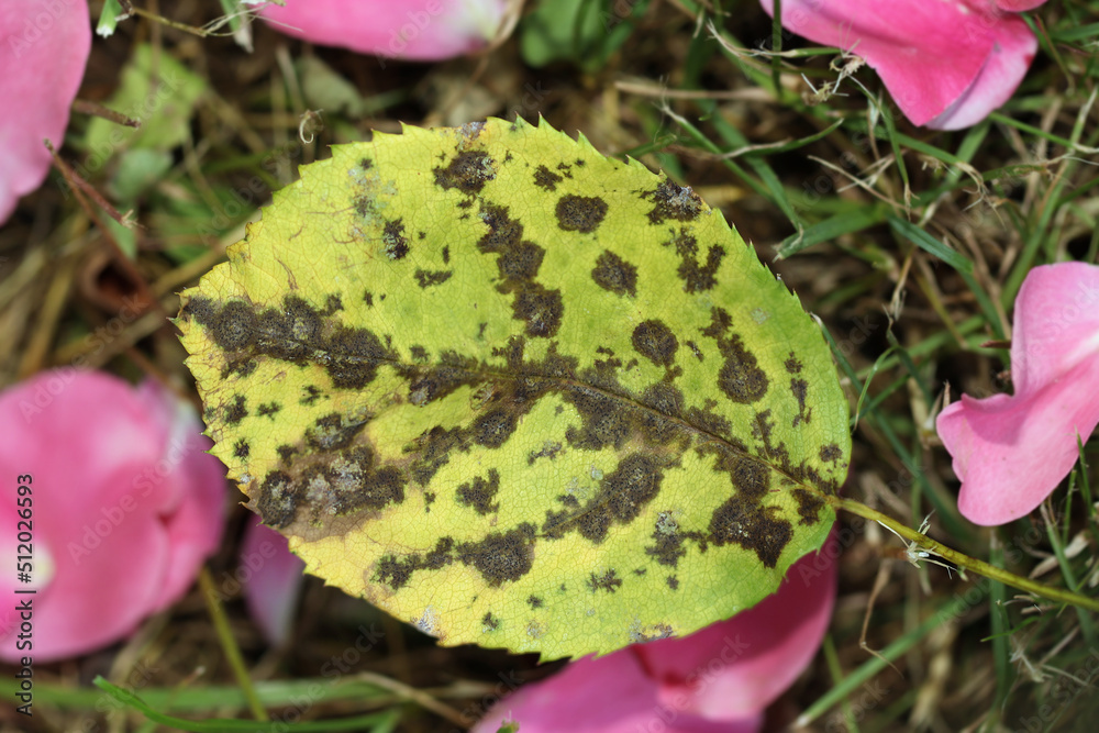 The rose black spot disease caused by the fungus Diplocarpon rosae. The ...