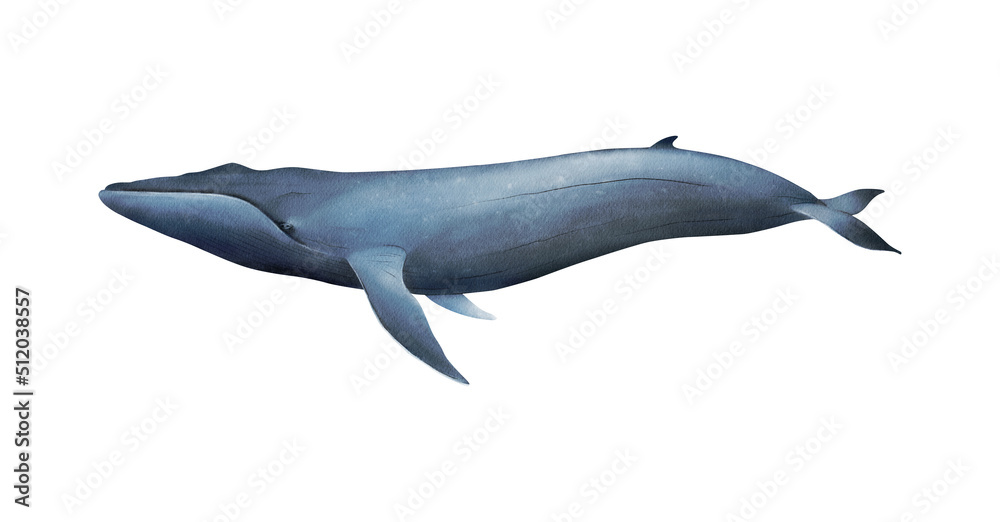Hand-drawn watercolor blue whale illustration isolated on white ...