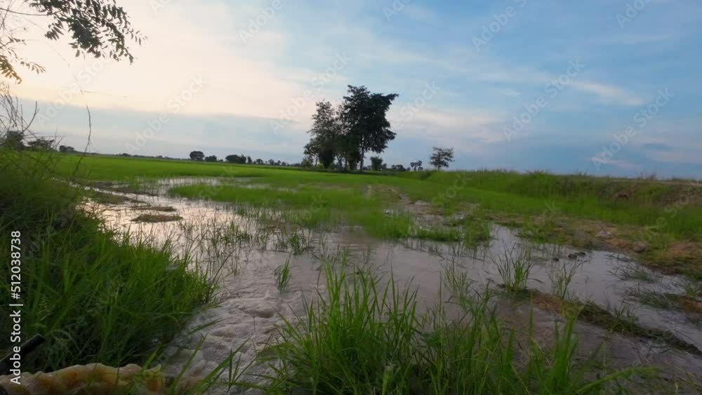 Irrigation of rice fields using pump wells with the technique of ...