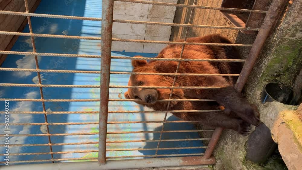 Russia, Dagestan, April 10, 2022. Sad bear in animal cage at the zoo ...