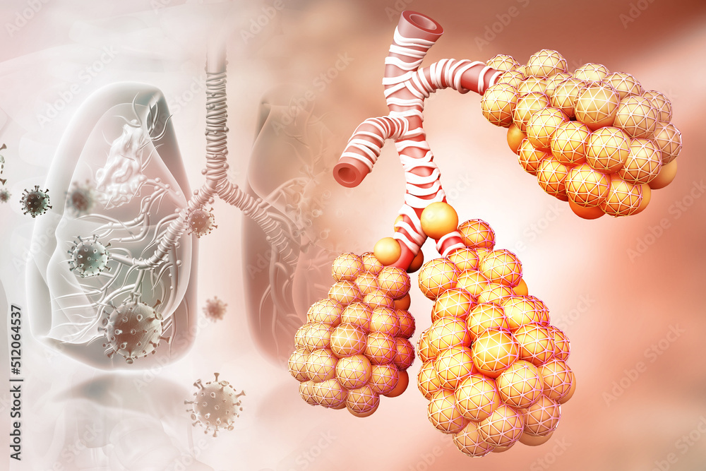 Alveoli anatomy, tiny air spaces in the lungs through which exchanges ...