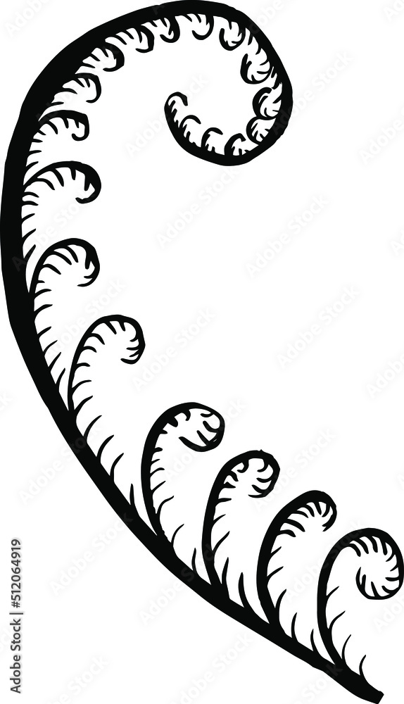 Vector simple drawing of a twig fern curl. Vector illustration. Stock ...