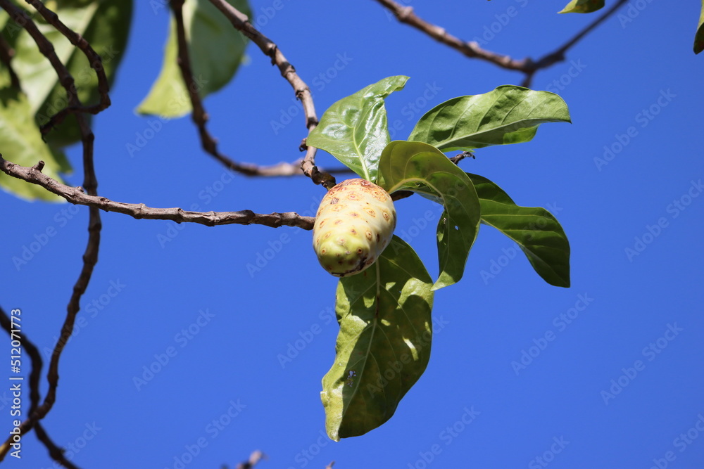 Foto de Morinda citrifolia is a fruit-bearing tree in the coffee family ...